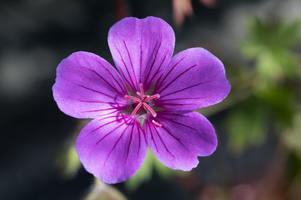 The Hardy Geranium Nursery