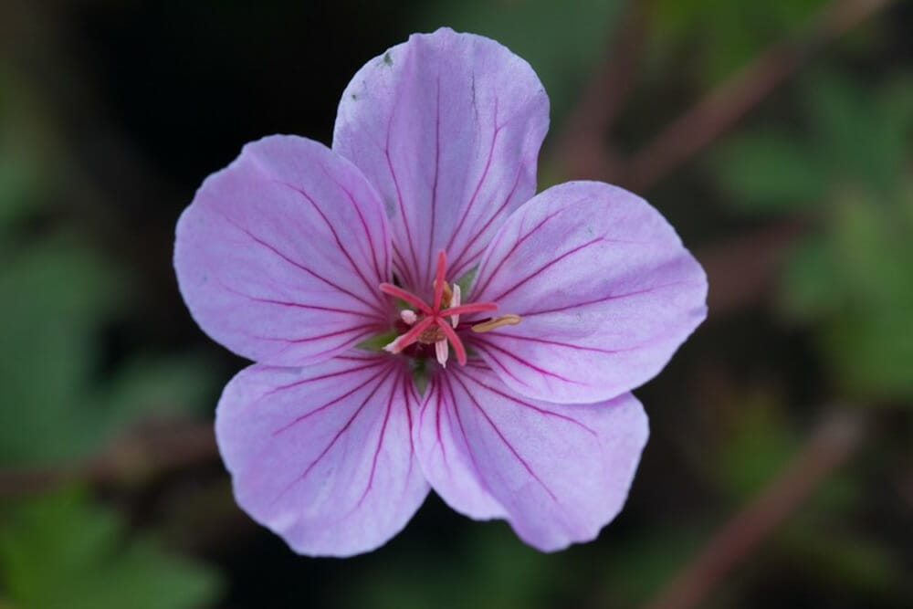 Hardy Geraniums • The Hardy Geranium Nursery