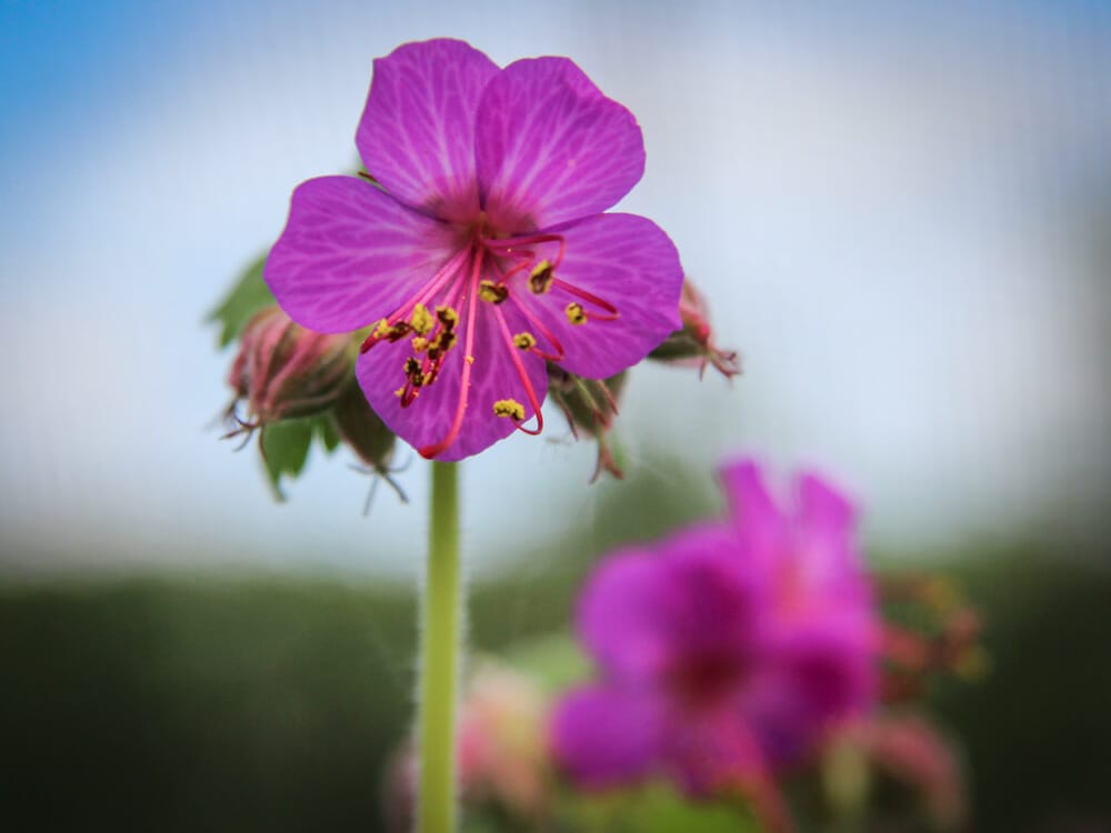 The Hardy Geranium Nursery