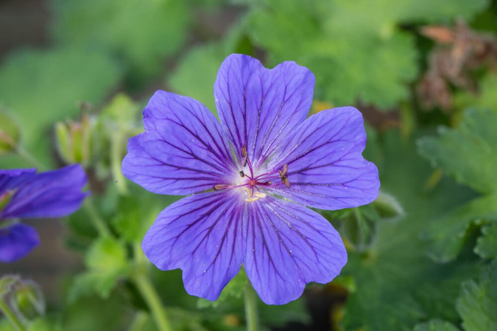 The Hardy Geranium Nursery