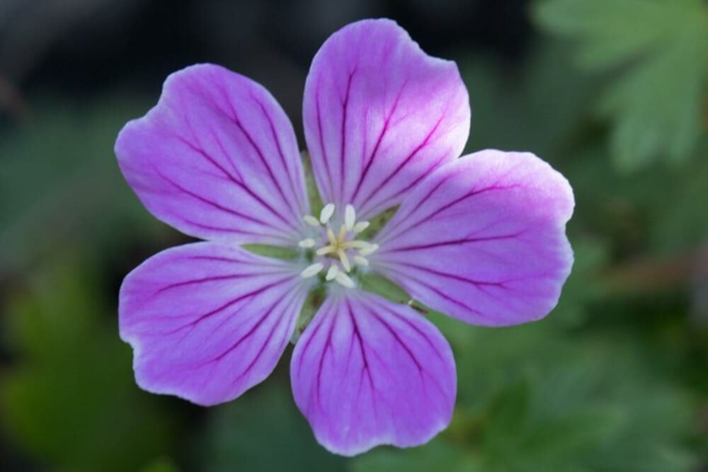 The Hardy Geranium Nursery