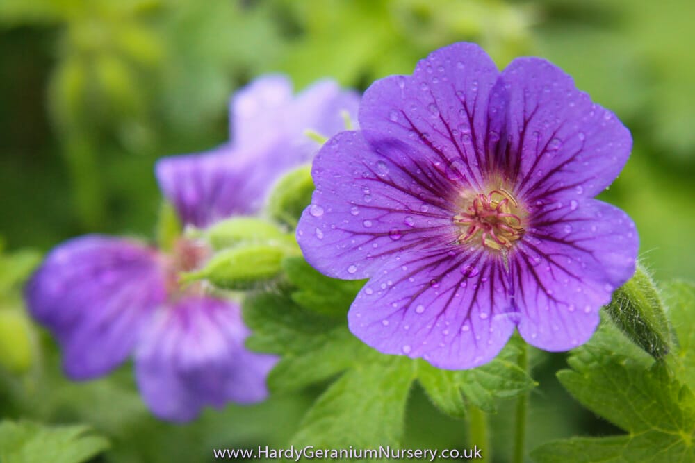 Geranium ‘Sabani Blue’ • The Hardy Geranium Nursery