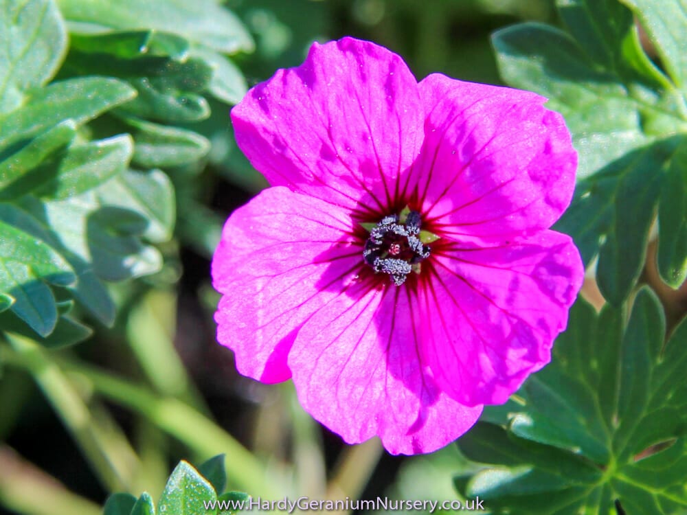 The Hardy Geranium Nursery