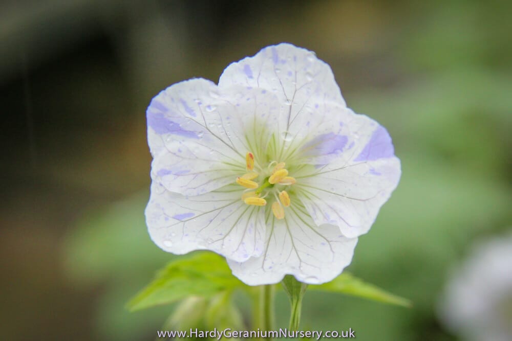 Geranium pratense ‘Splish Splash' • The Hardy Geranium Nursery