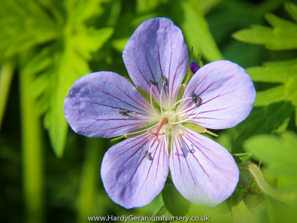 The Hardy Geranium Nursery