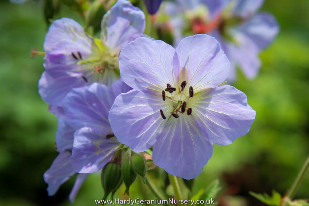 The Hardy Geranium Nursery
