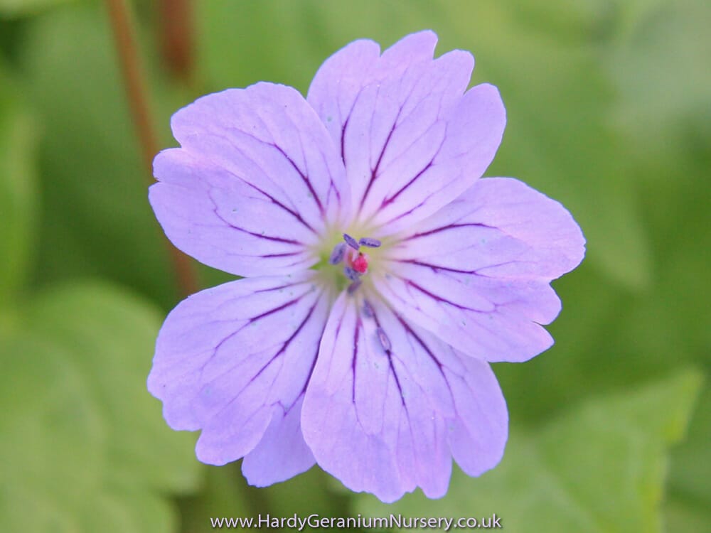 The Hardy Geranium Nursery • The Cranesbill Geranium Specialist
