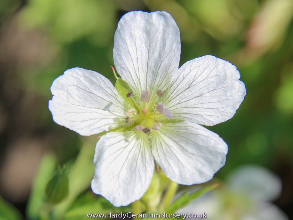 The Hardy Geranium Nursery