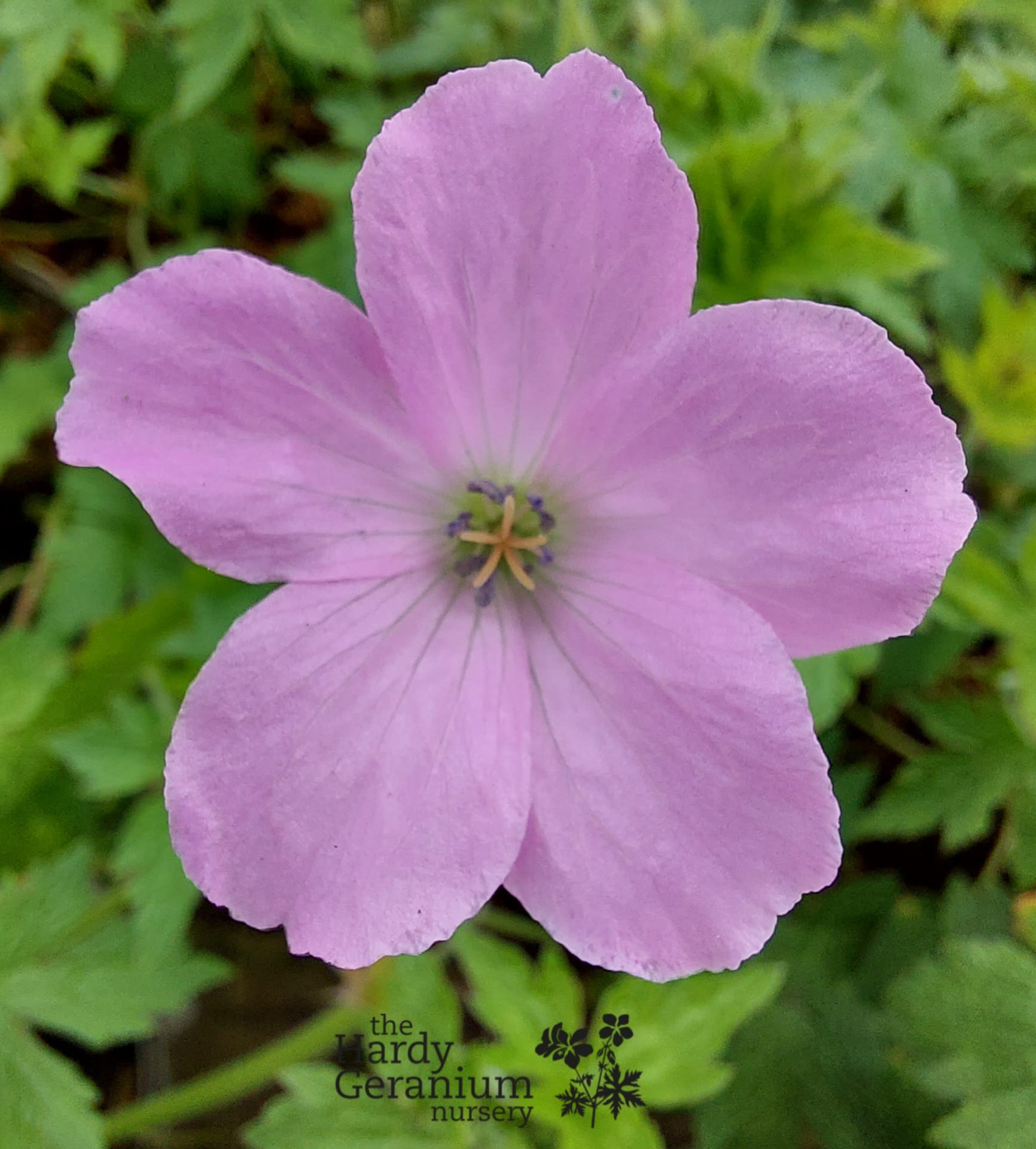 Geranium nodosum • The Hardy Geranium Nursery