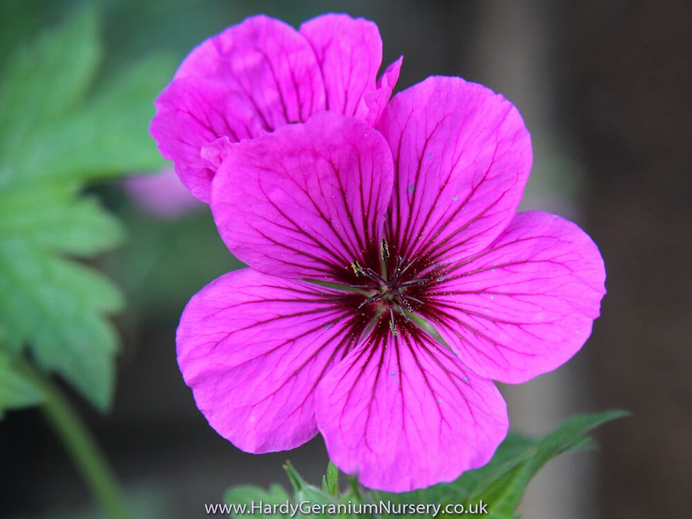 The Hardy Geranium Nursery