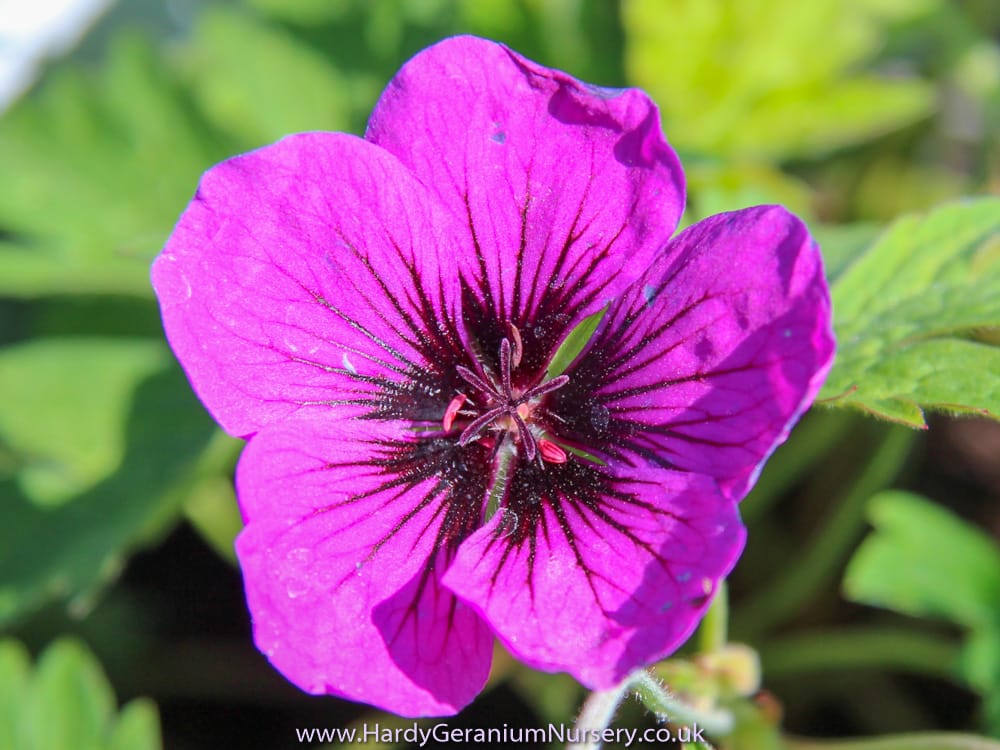 The Hardy Geranium Nursery