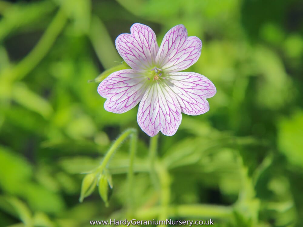 Geraniums • The Hardy Geranium Nursery