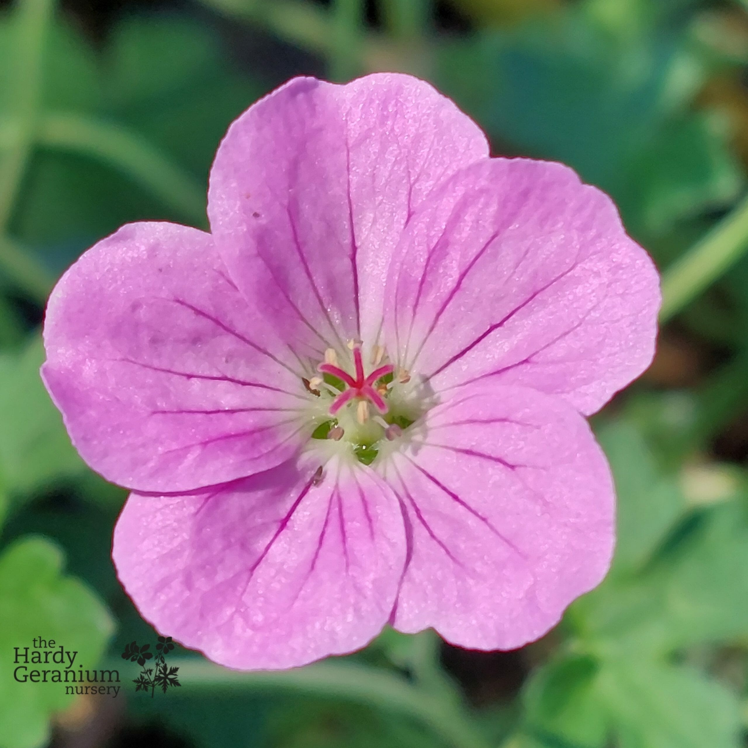 The Hardy Geranium Nursery