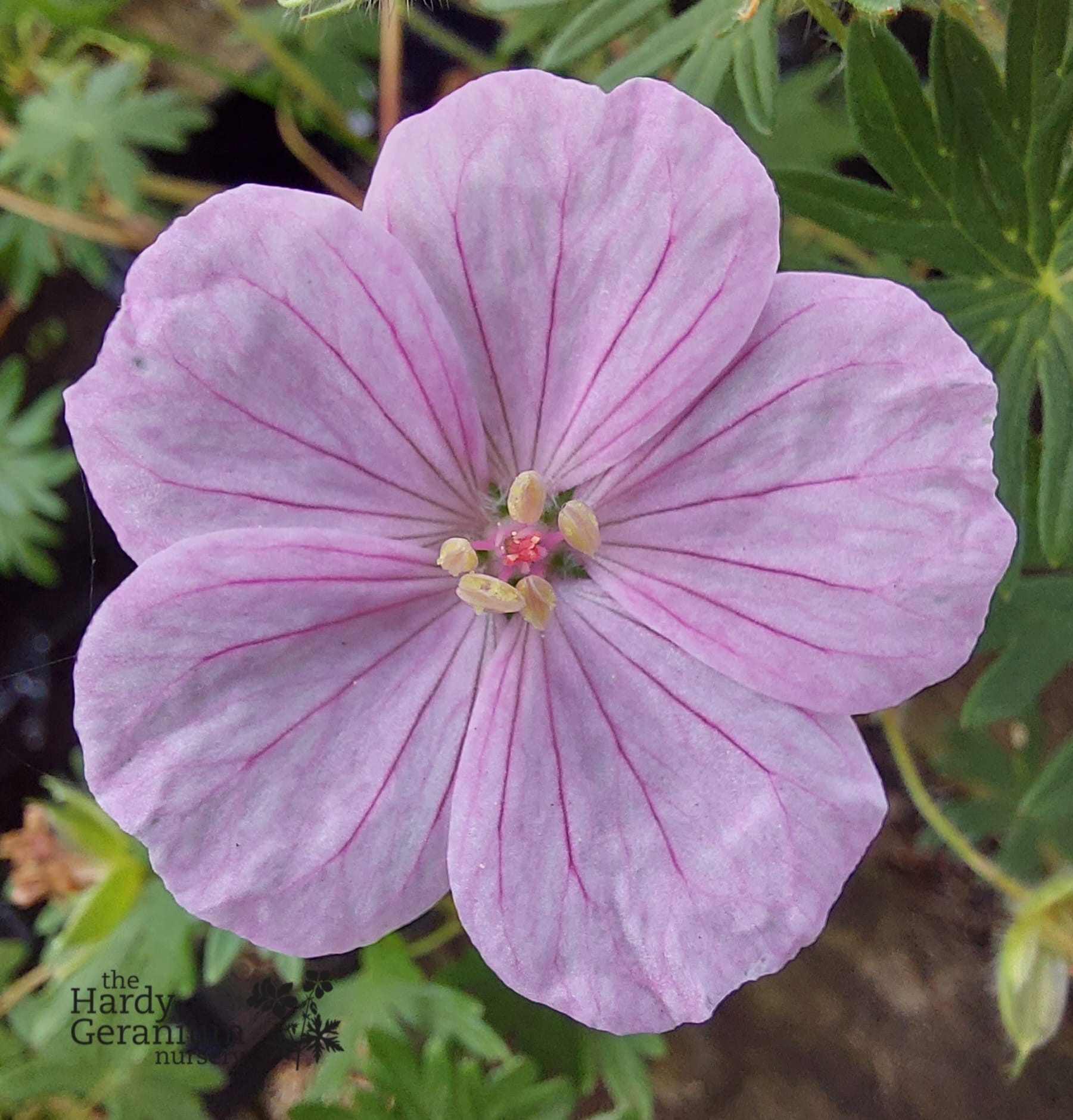 The Hardy Geranium Nursery