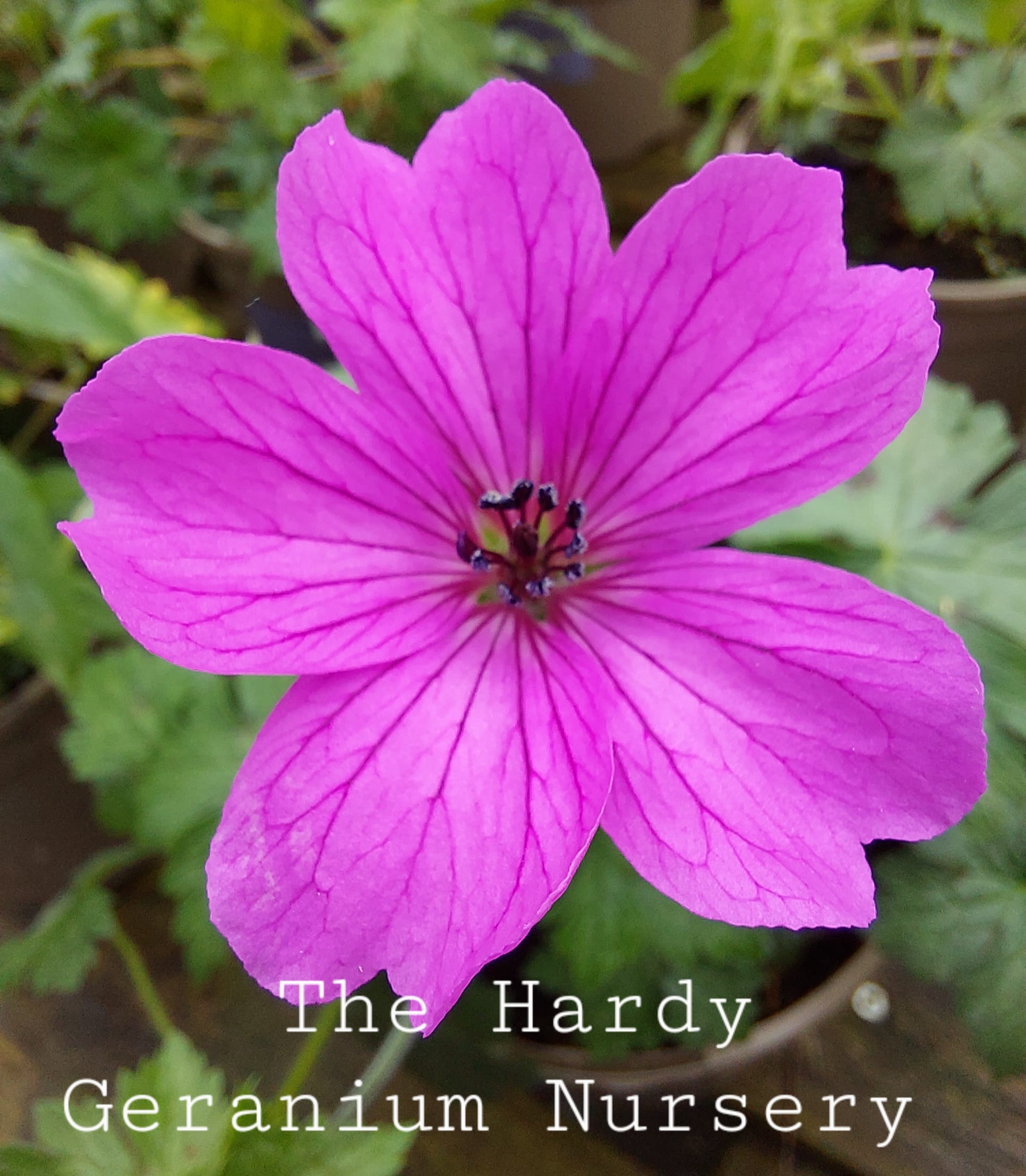 The Hardy Geranium Nursery