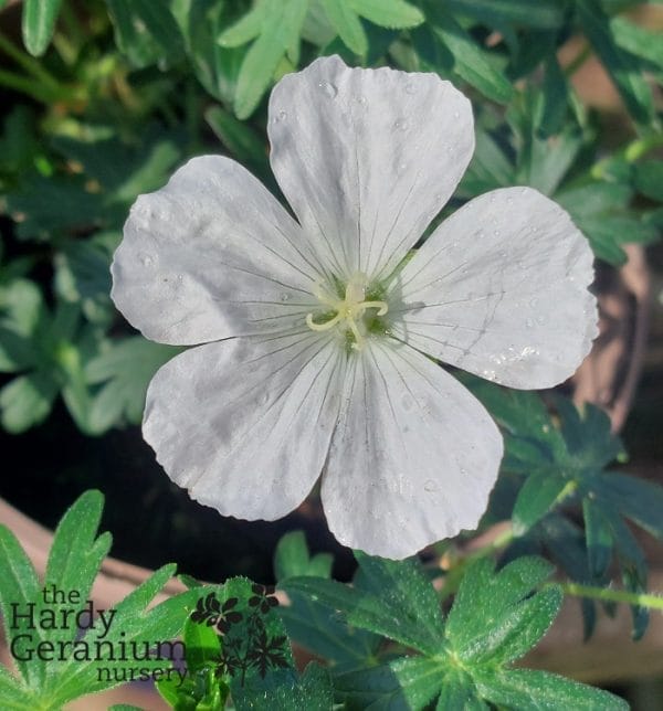 Geranium sanguineum Snowflake • The Hardy Geranium Nursery