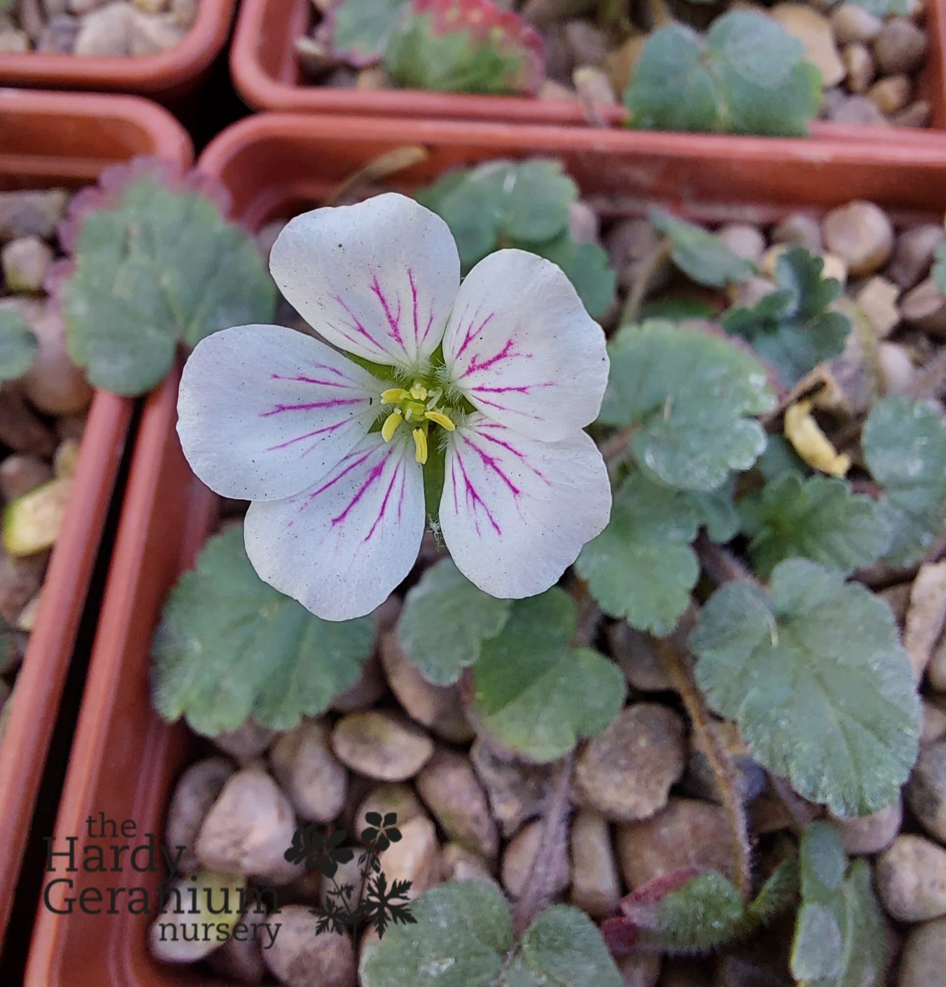 The Hardy Geranium Nursery