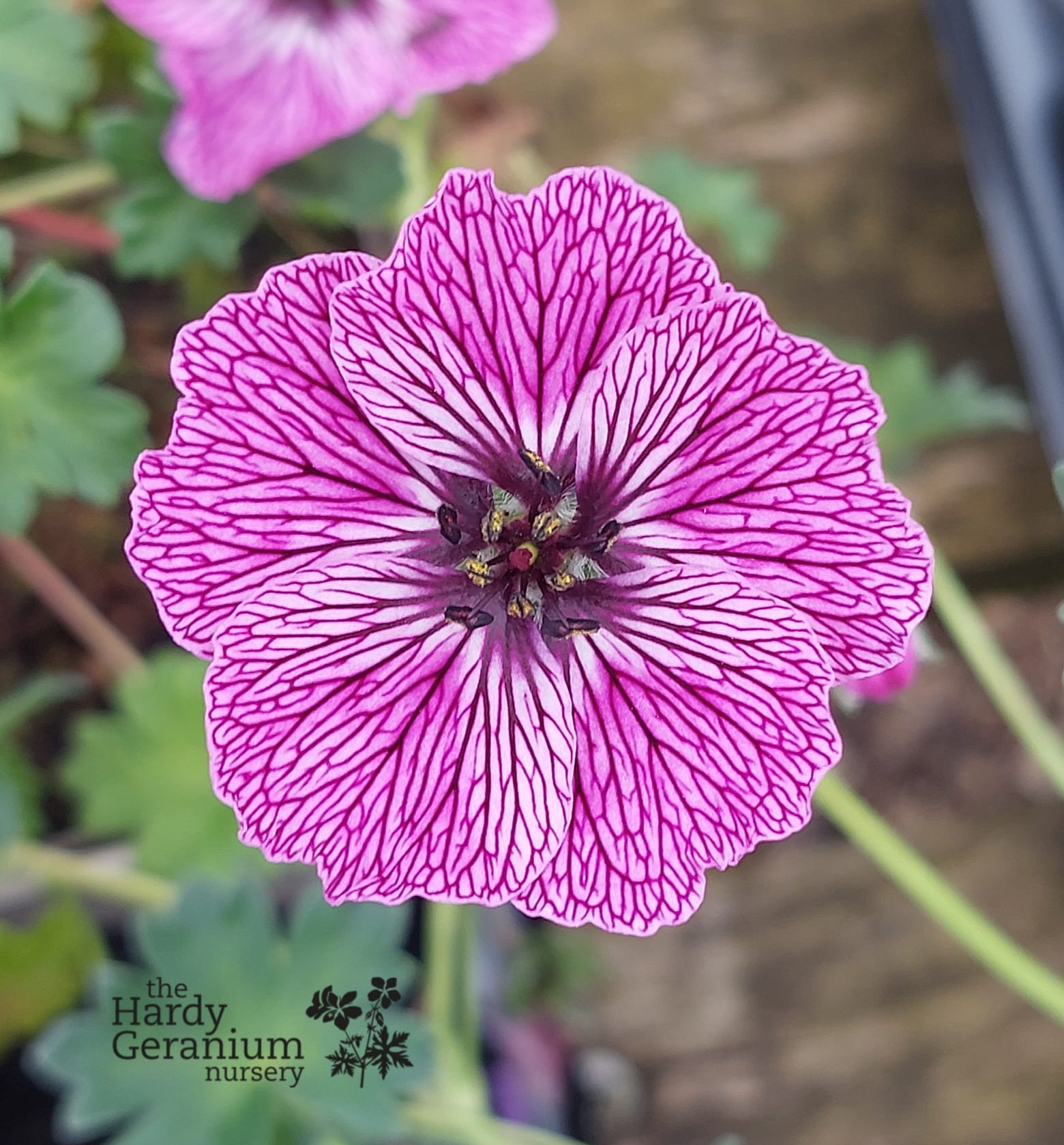 Geranium ‘Sabani Blue’ • The Hardy Geranium Nursery
