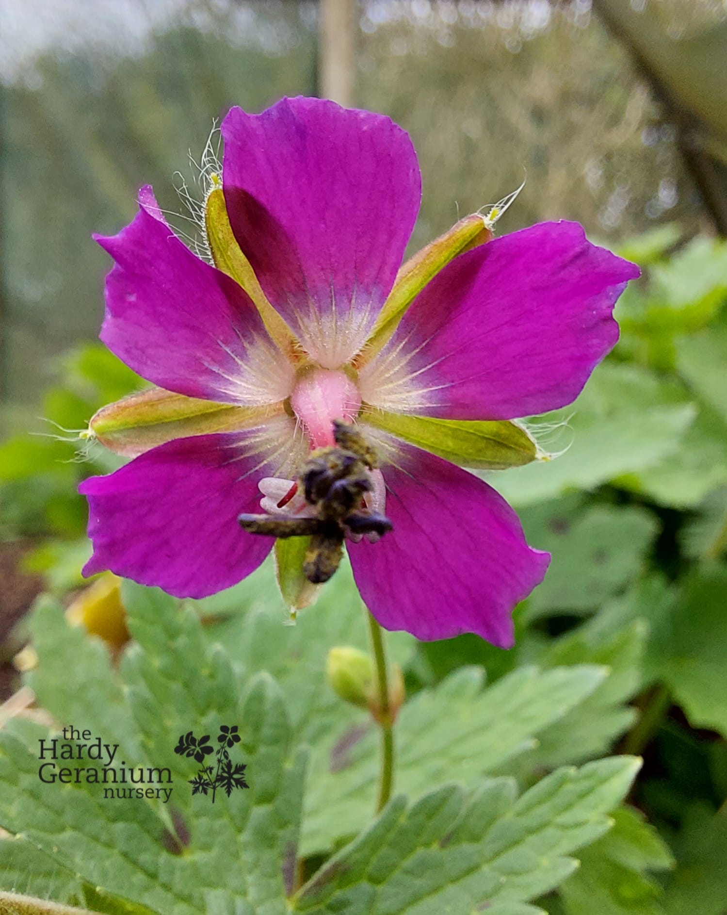 The Hardy Geranium Nursery