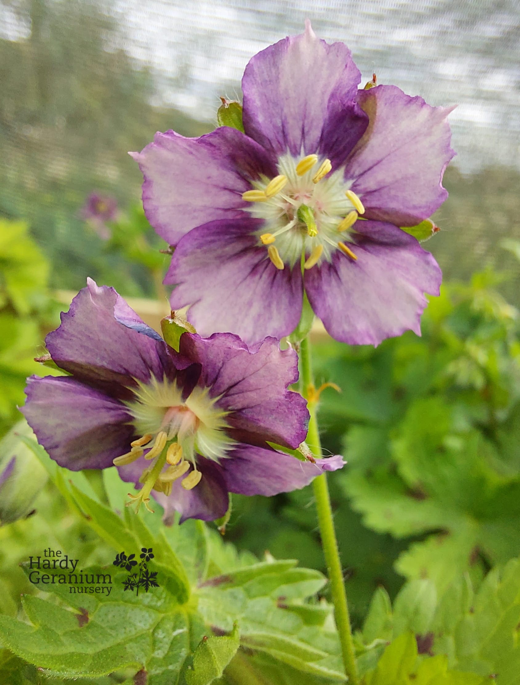 The Hardy Geranium Nursery