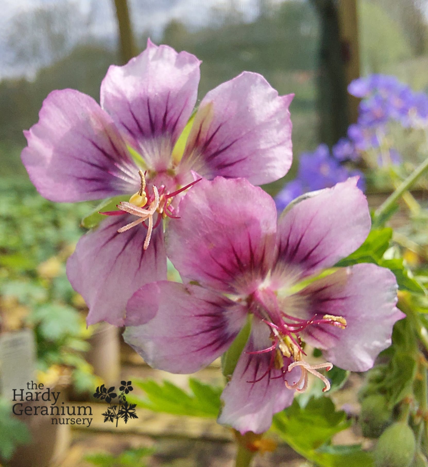Geranium phaeum 'Samobor' • The Hardy Geranium Nursery
