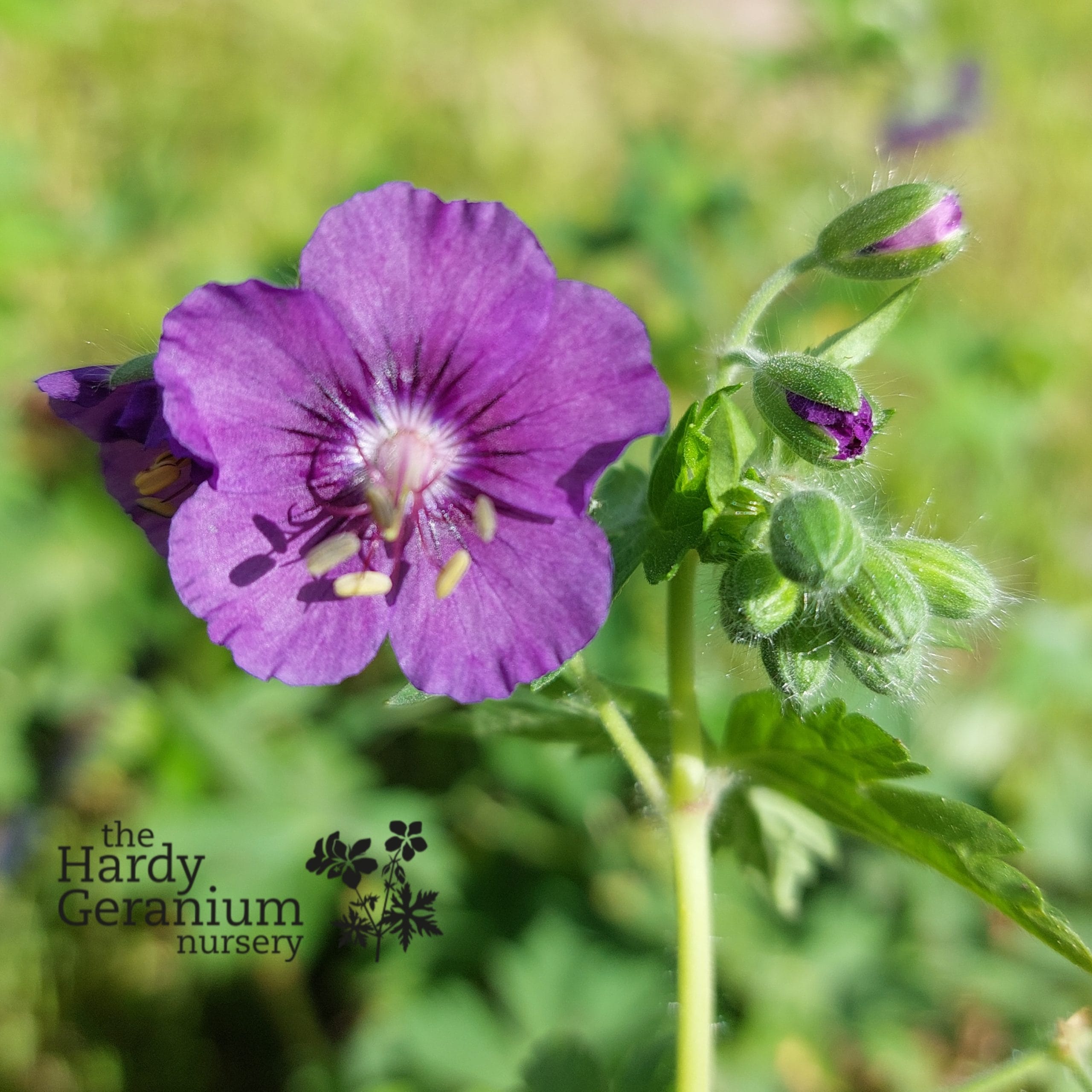The Hardy Geranium Nursery