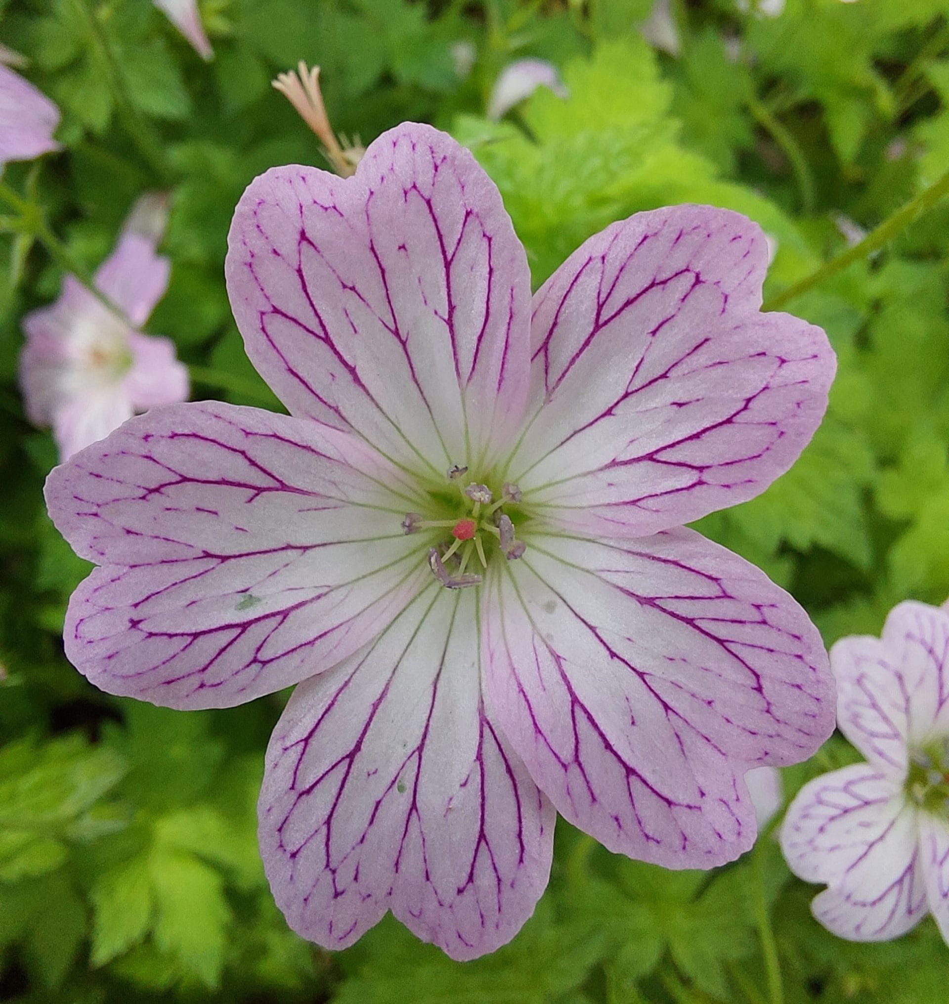The Hardy Geranium Nursery
